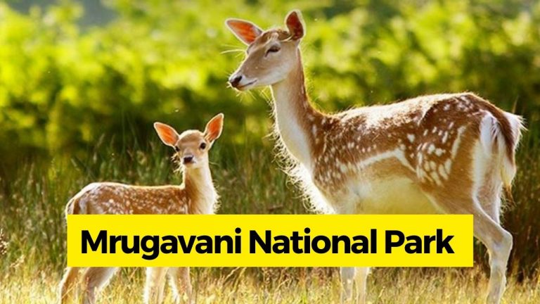 Mrugavani National Park - Everything you need to know